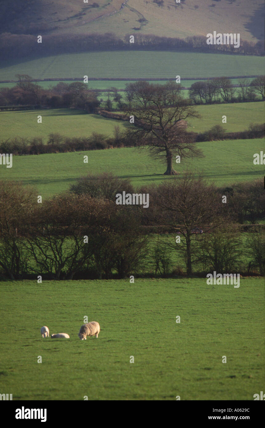 Southdowns Nr Ditchling East Sussex England Stock Photo - Alamy