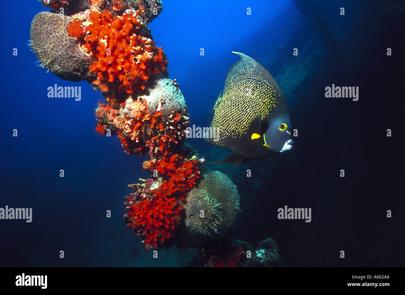 Angel Fish On Wreck Site Stock Photo - Alamy