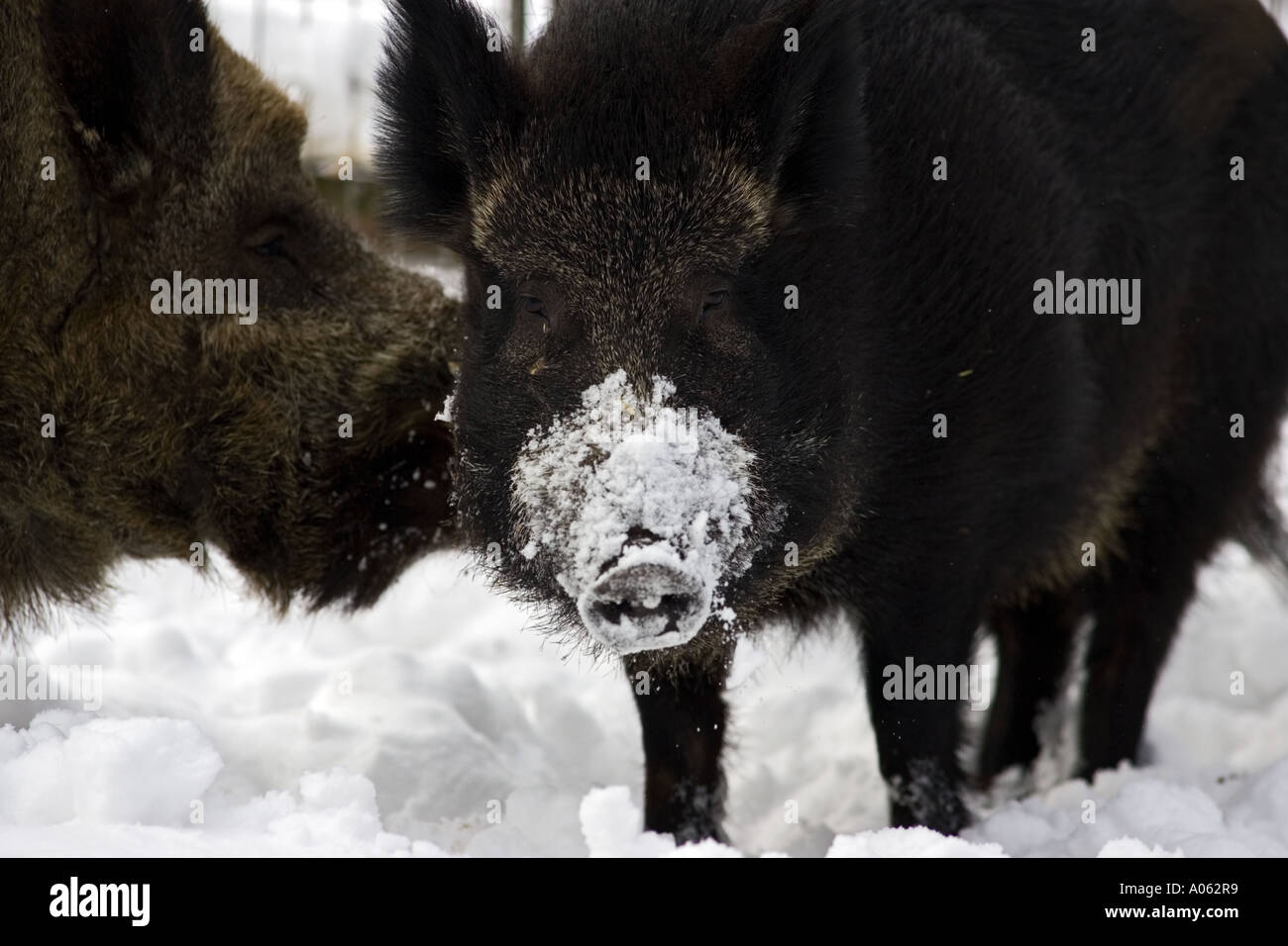 Domestic pig in snowy background, Sweden Stock Photo - Alamy