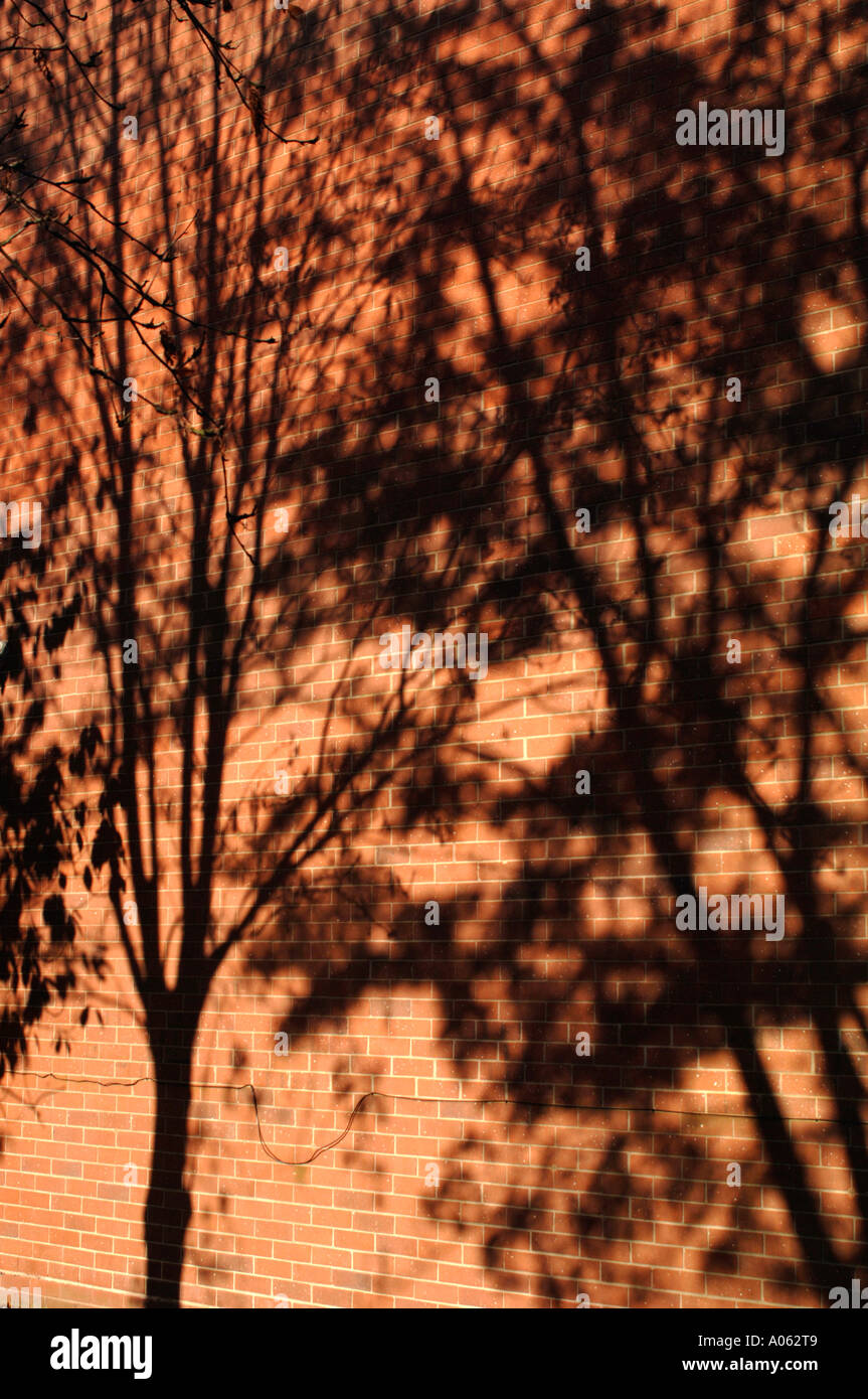 Picture of trees in sunlight hi-res stock photography and images - Alamy
