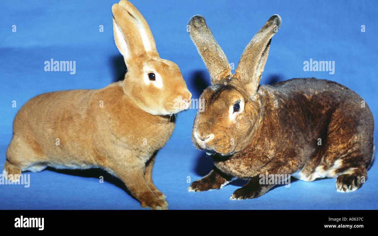 rabbit two brown rabbits rex castor on blue background Stock Photo - Alamy