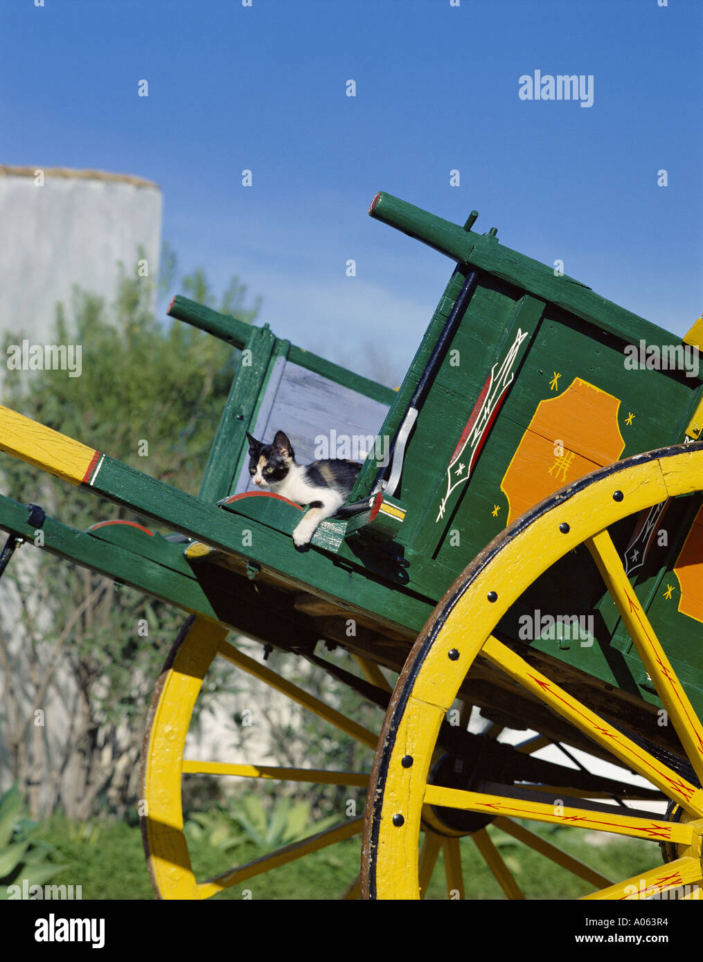 Mule and cat hi-res stock photography and images - Alamy