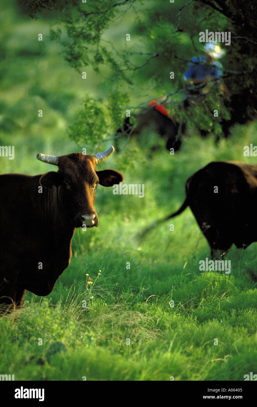 Braford cattle hi-res stock photography and images - Alamy