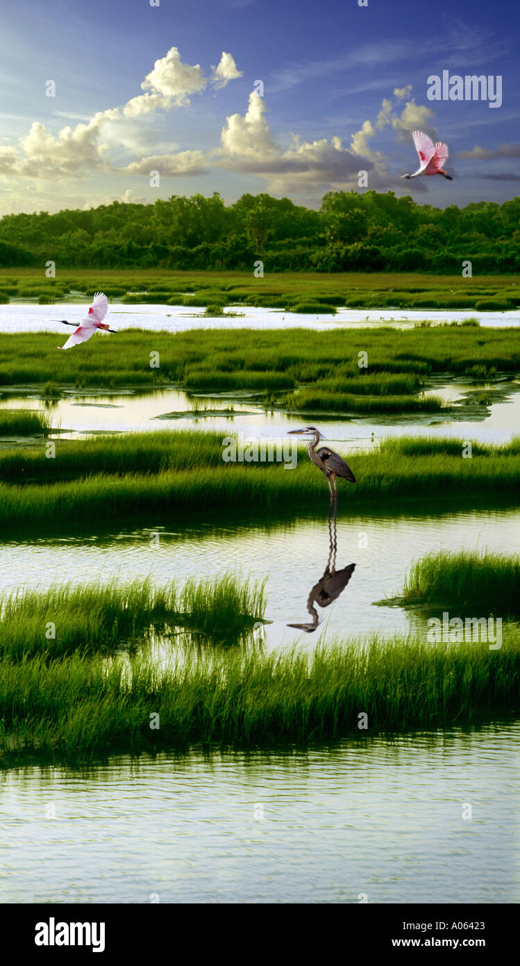 Marsh Birds High Resolution Stock Photography and Images - Alamy