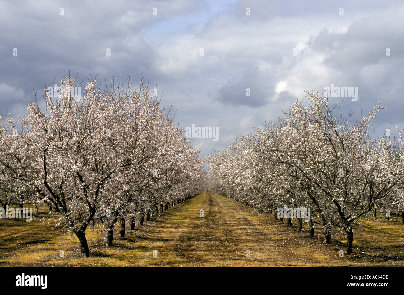 almond groves in bloom Stock Photo - Alamy