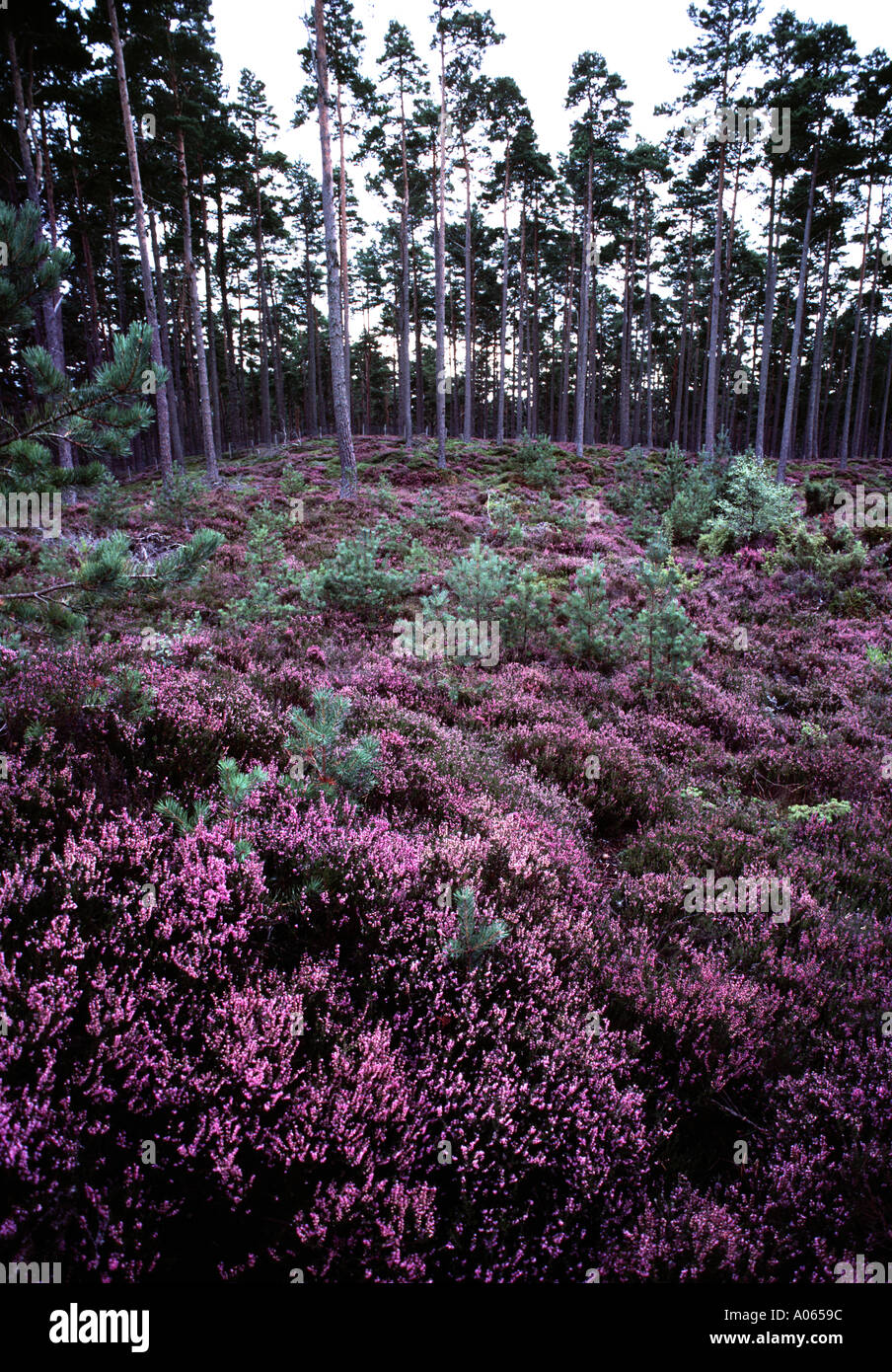 Heather growing on a hill Scotland, UK United Kingdom Stock Photo - Alamy