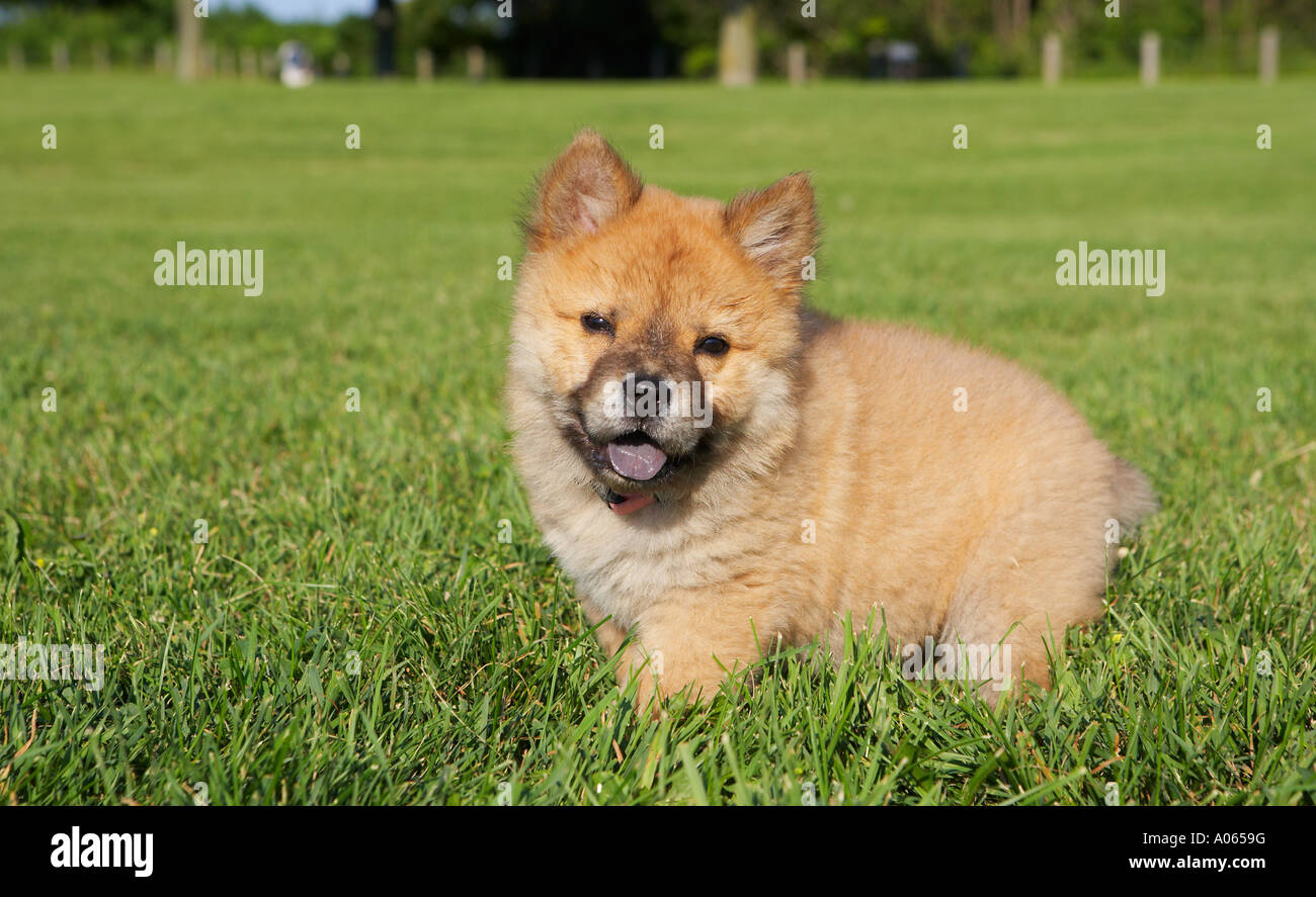 Shiba Inu Chow Chow