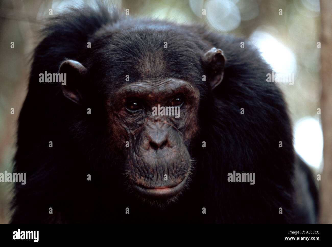 Mahale chimpanzee hi-res stock photography and images - Alamy