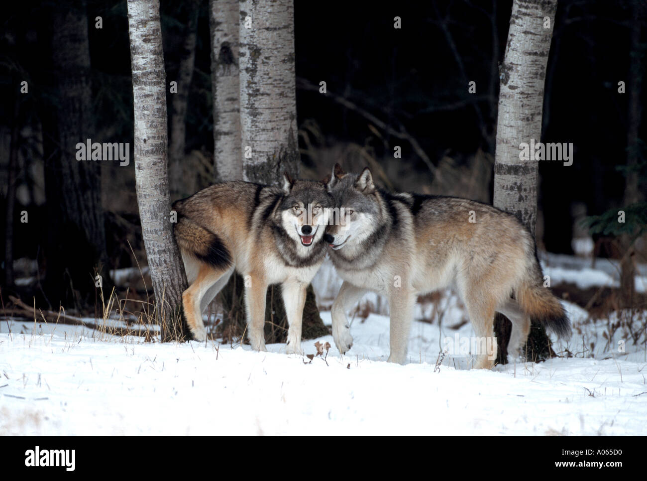 Wolf forest edge hi-res stock photography and images - Alamy