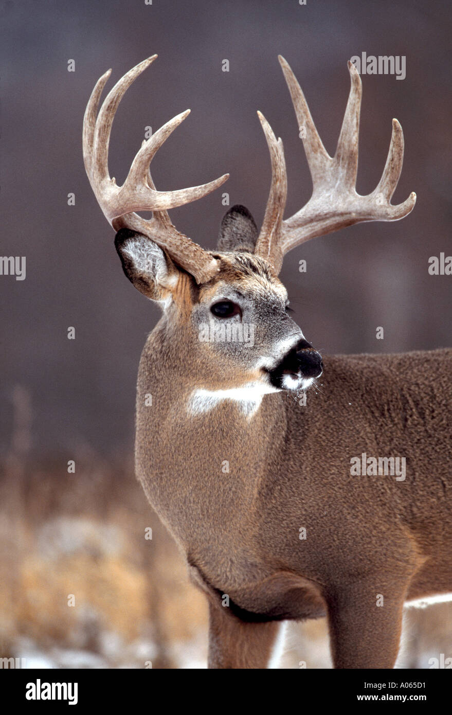 Whitetail buck rut hi-res stock photography and images - Alamy