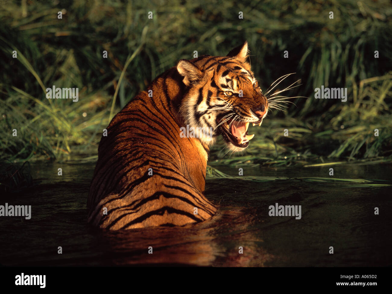Bengal tiger in river Stock Photo - Alamy