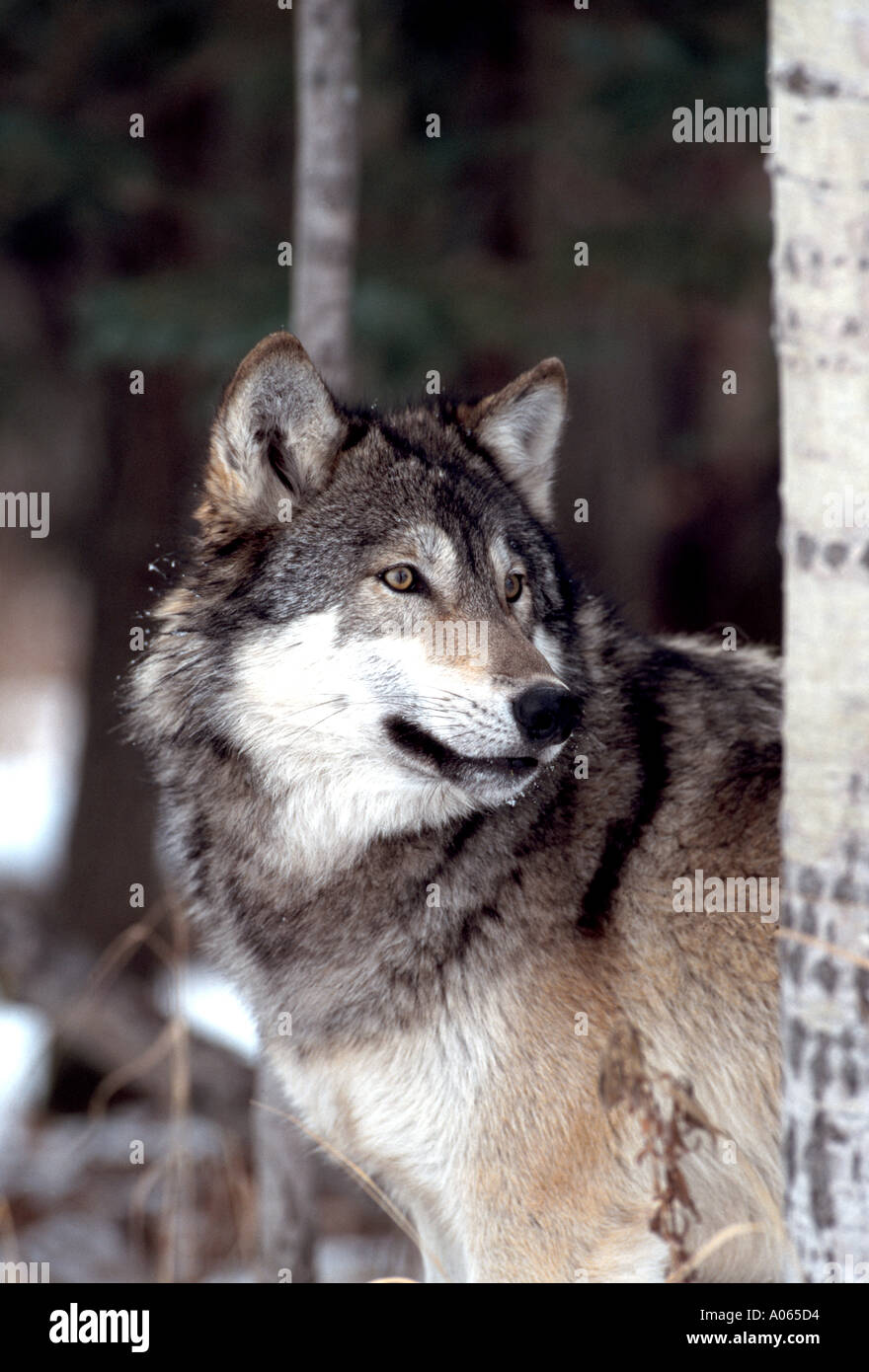 Wolf at forest edge Stock Photo - Alamy