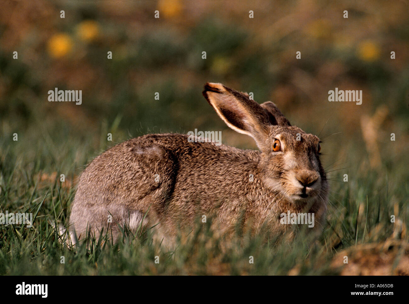 Wild rabbit and wildflowers hi-res stock photography and images - Alamy