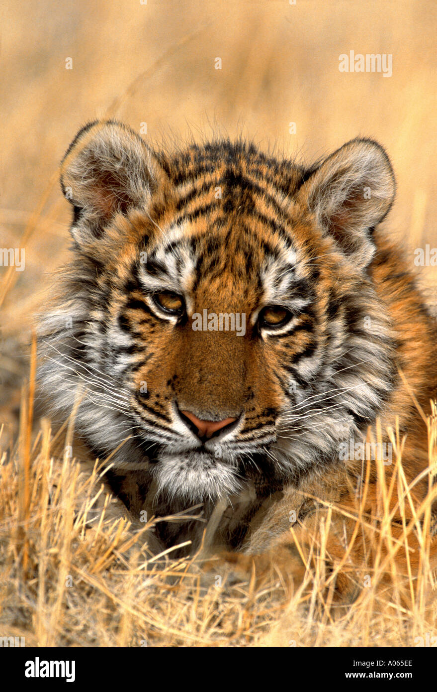 Siberian tiger cub Stock Photo - Alamy