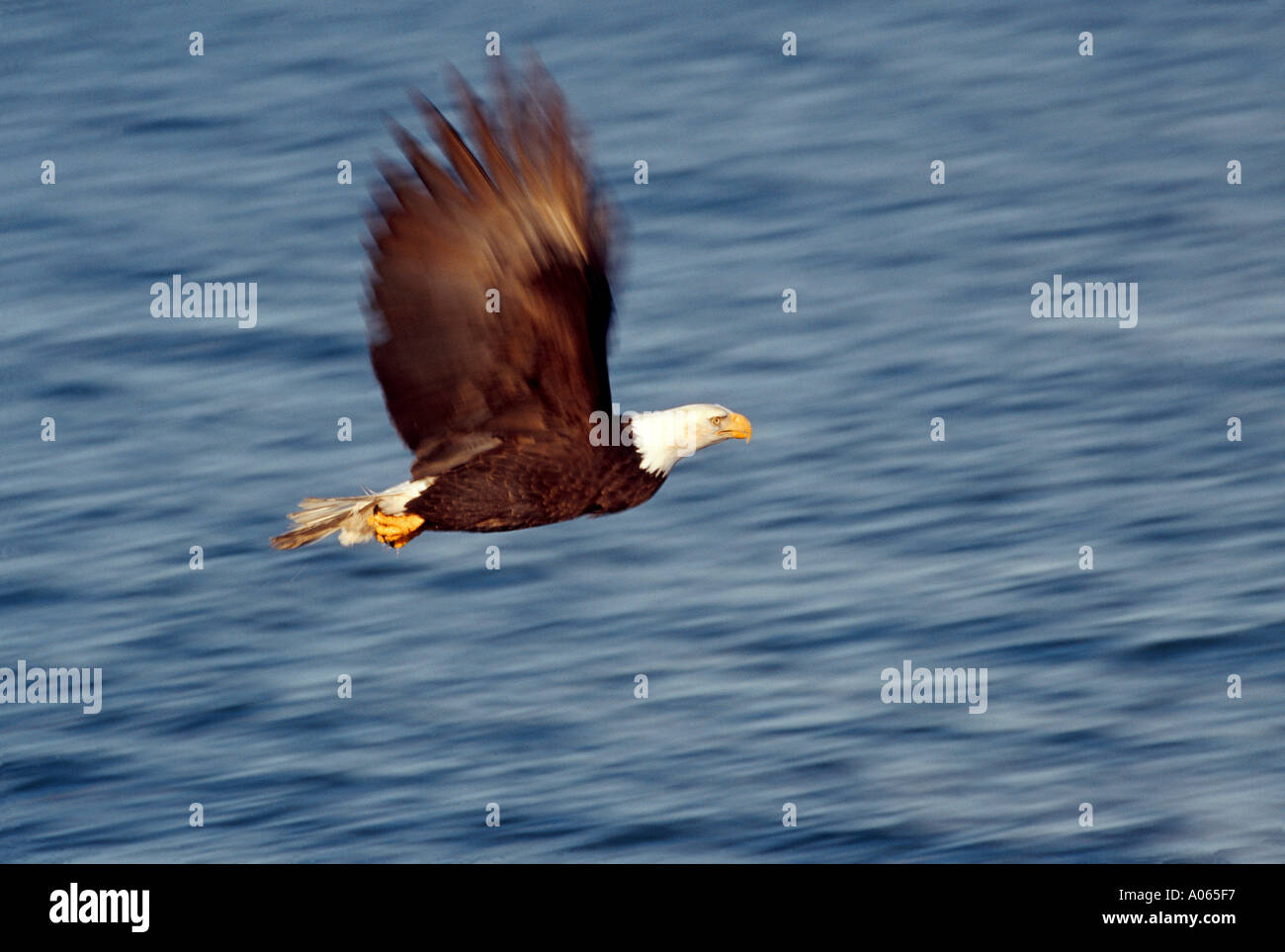 Bald Eagle in Flight Stock Photo - Alamy