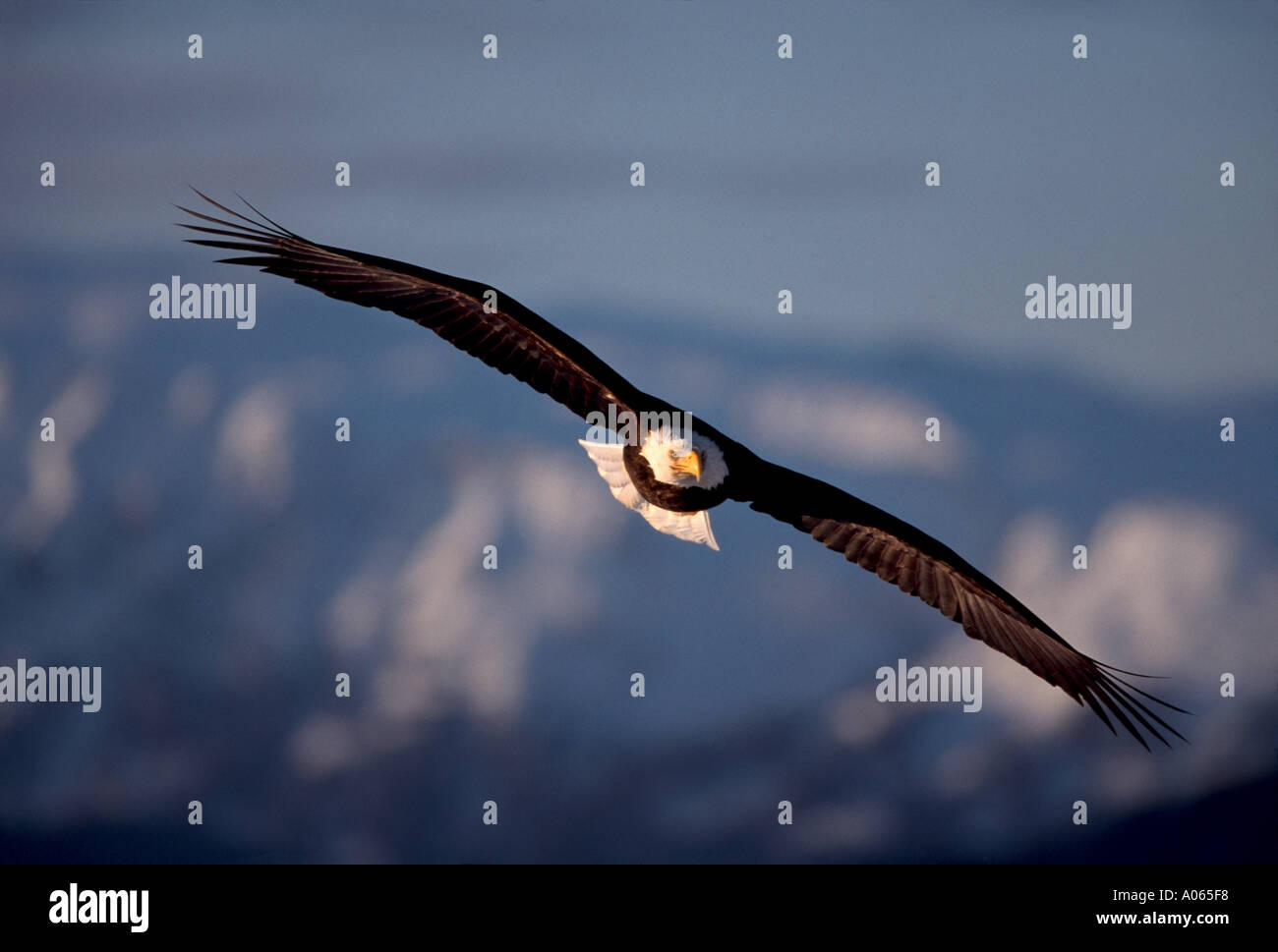 Bald Eagle in Flight Stock Photo - Alamy