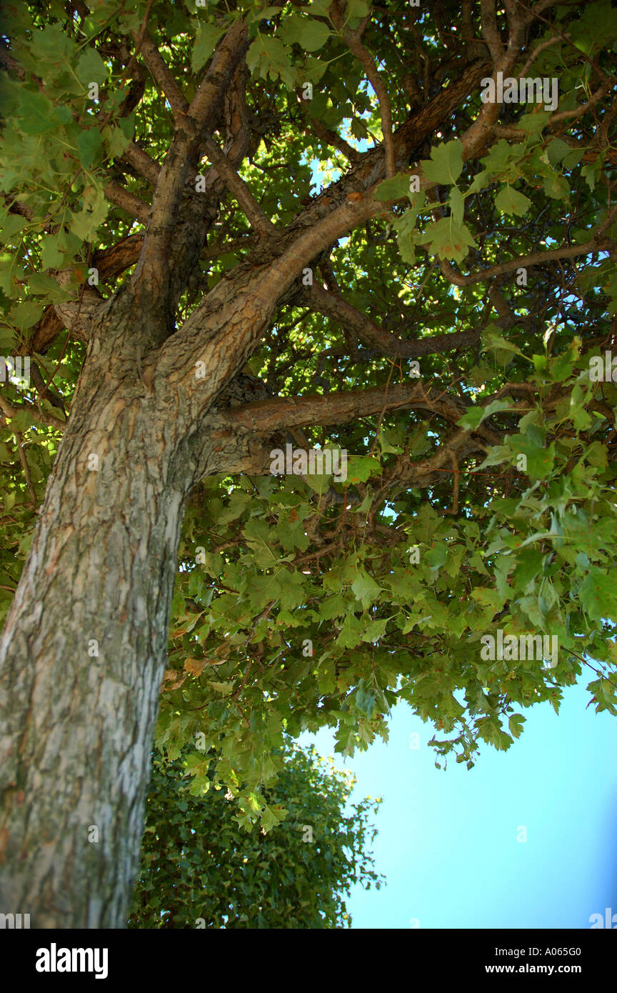 Low angle view of a branched tree bearing green leaves Stock Photo - Alamy