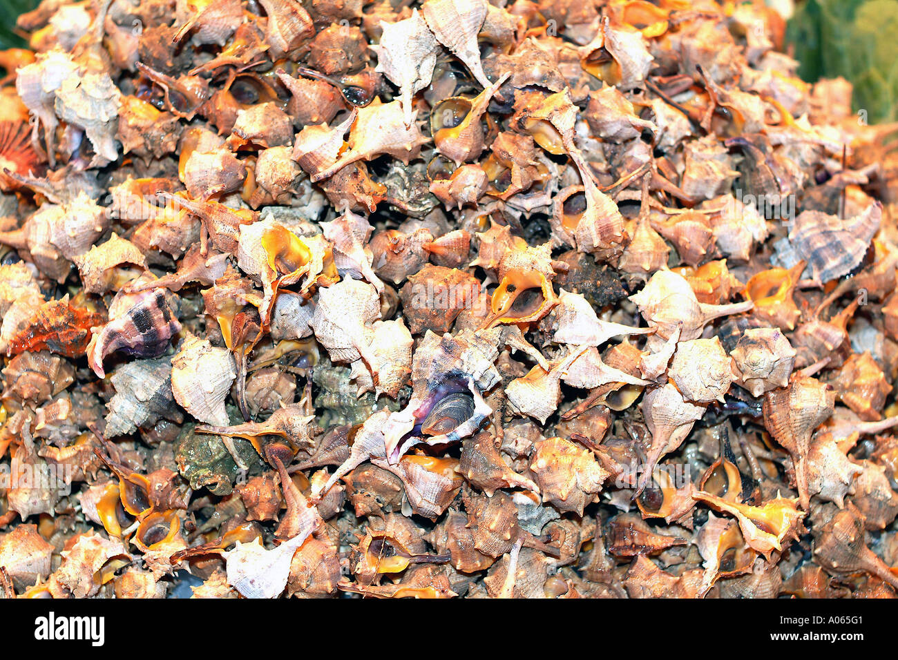 Large number of seashells gathered at one place Stock Photo - Alamy