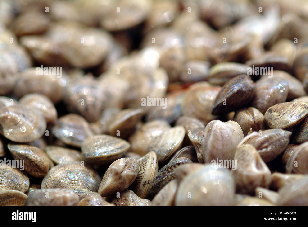Large group of shells seen at one place Stock Photo - Alamy