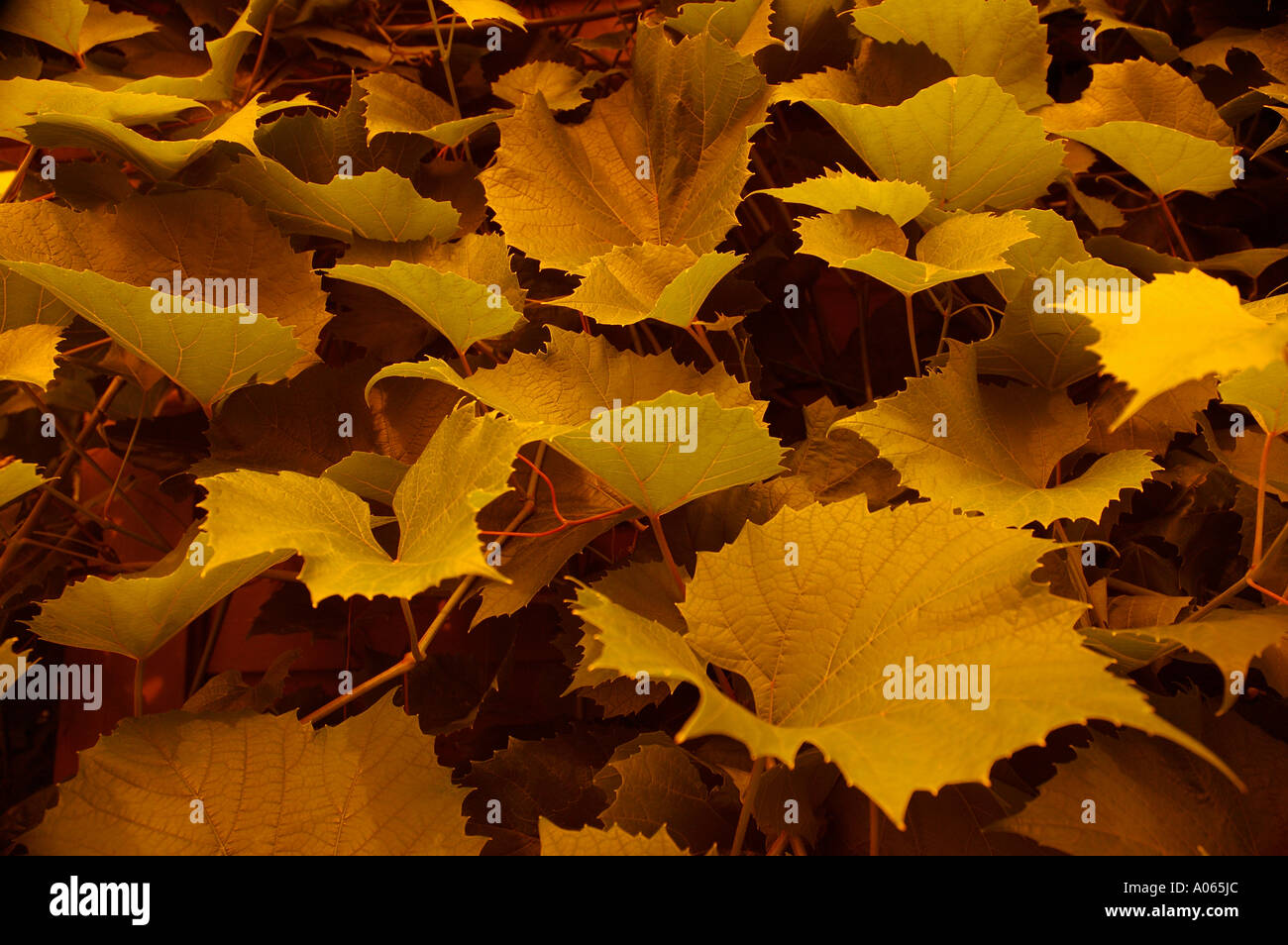 Tapering leaves hi-res stock photography and images - Alamy