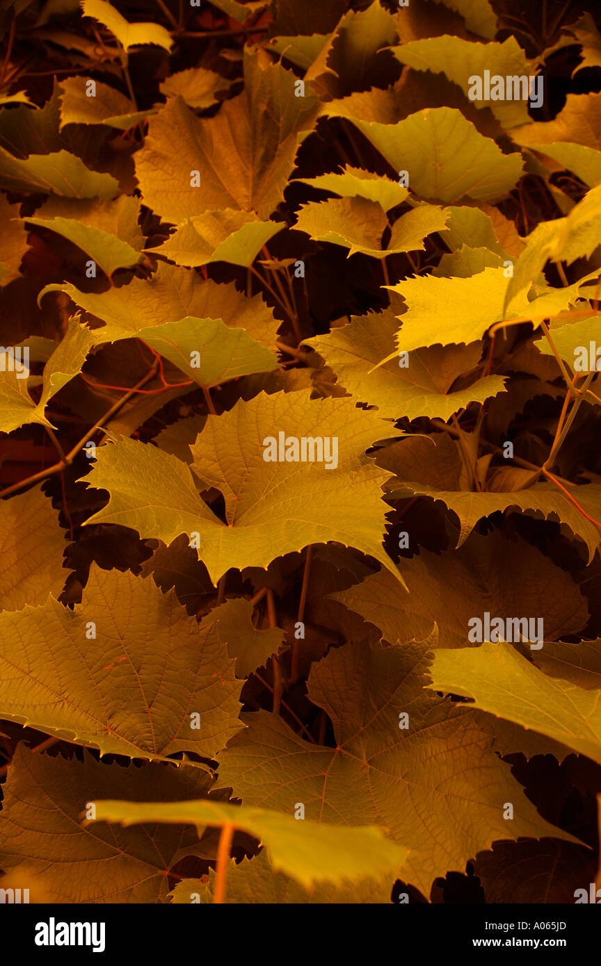 Tapering leaves hi-res stock photography and images - Alamy