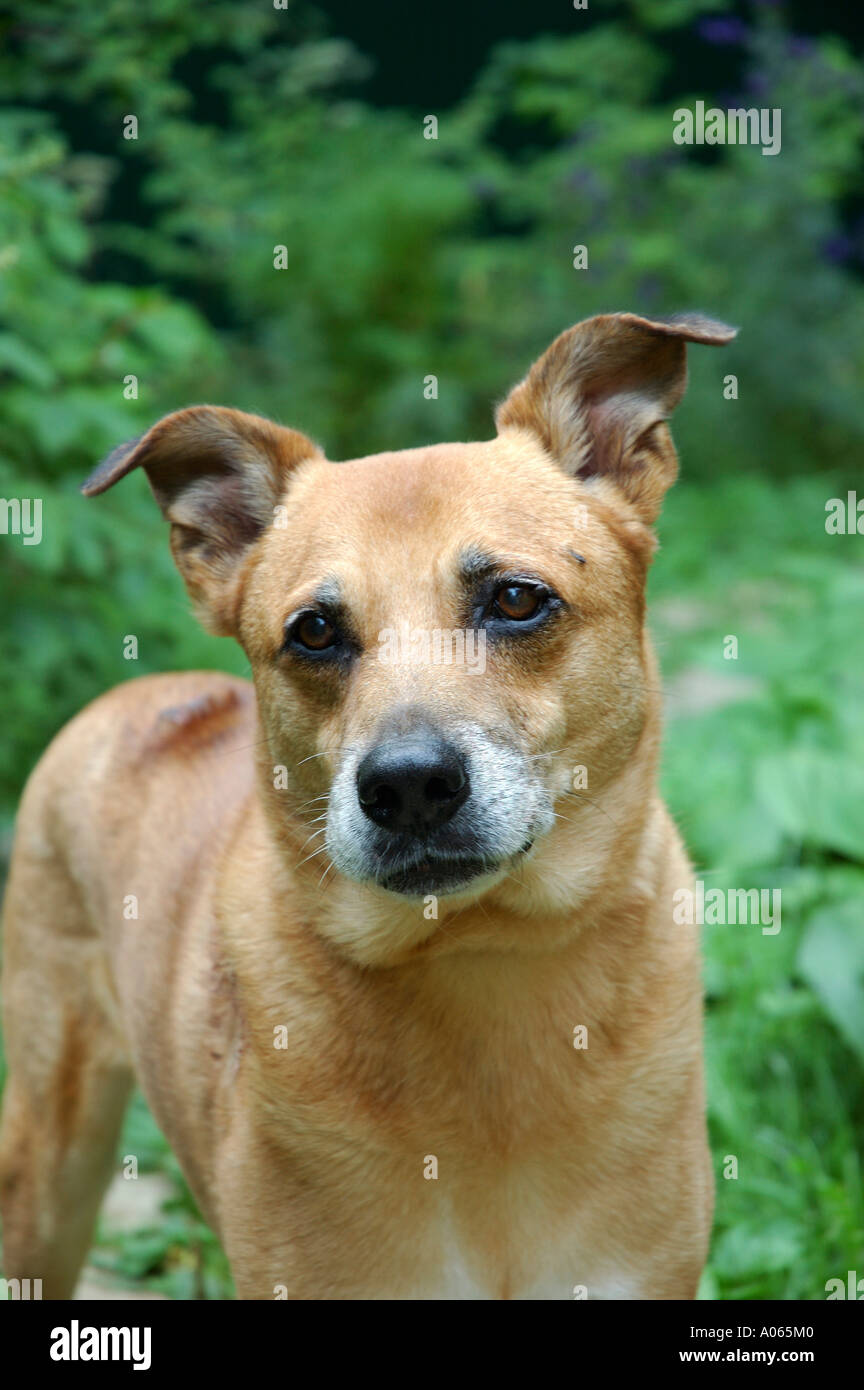 Front view of a dog staring at the camera Stock Photo - Alamy