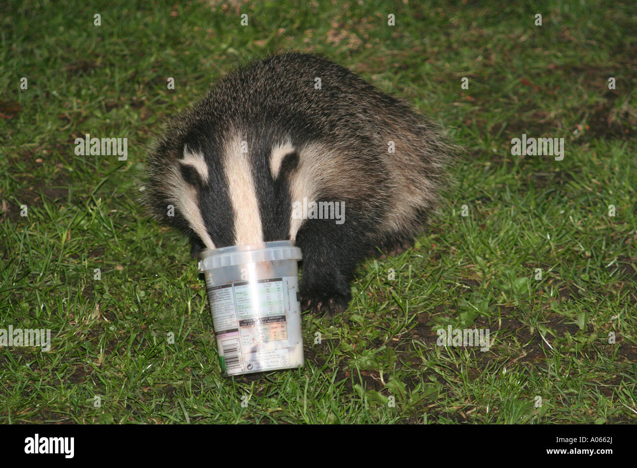 European badger eating hi-res stock photography and images - Alamy