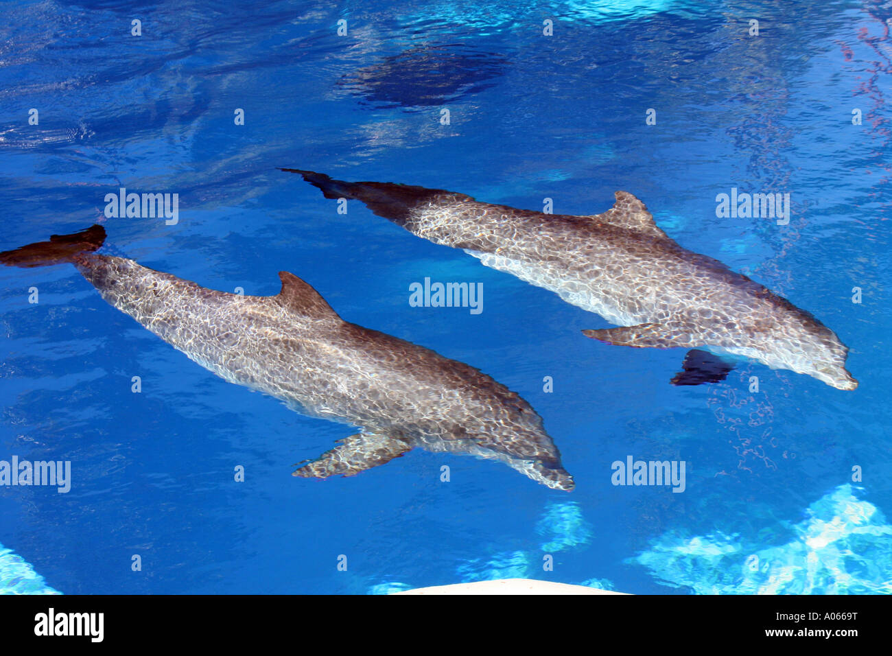 Two dolphins hi-res stock photography and images - Alamy