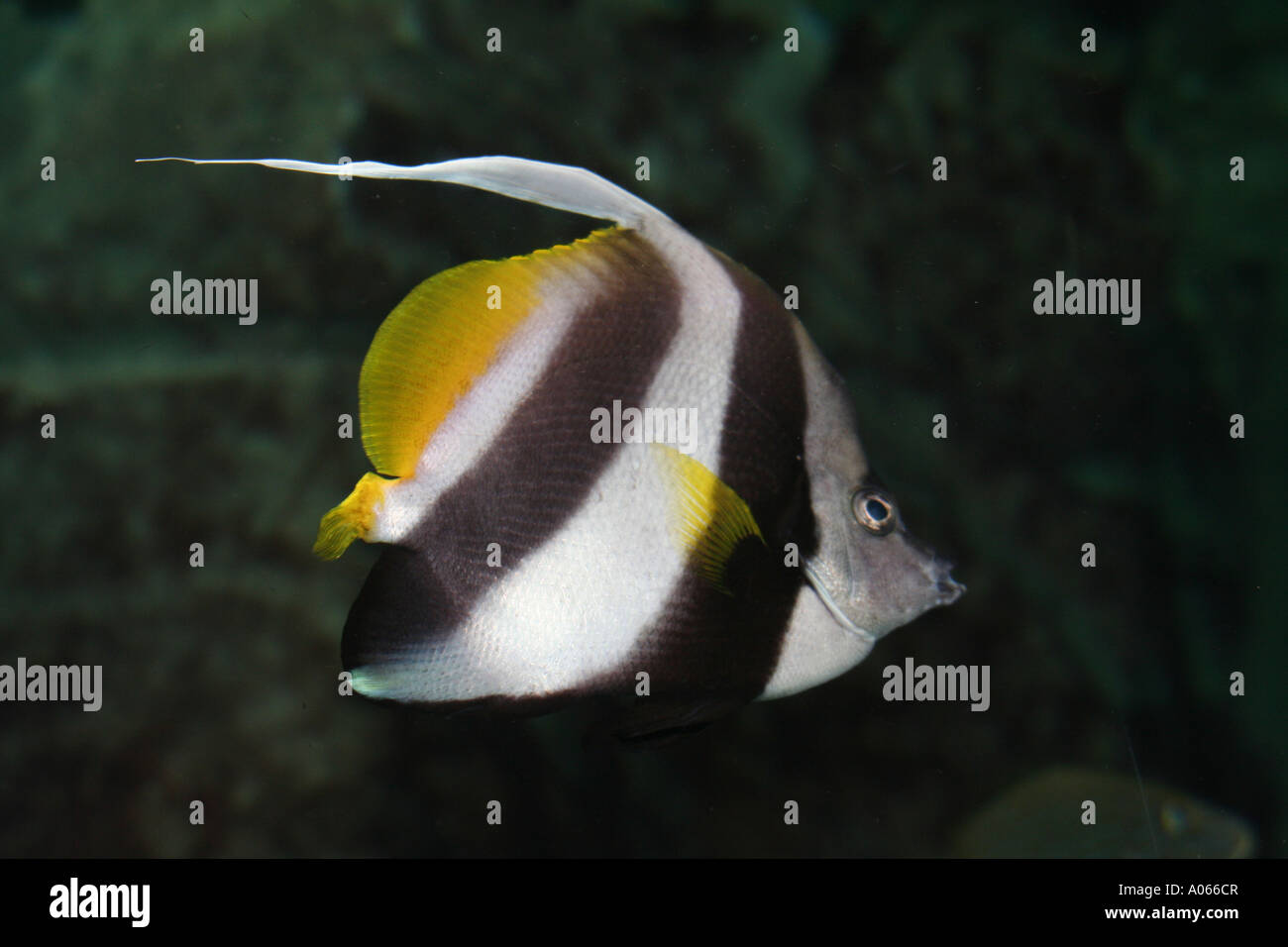 Marine fish of hi-res stock photography and images - Alamy