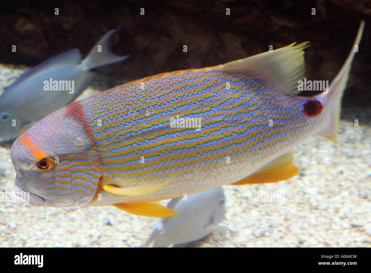 Marine fish of hi-res stock photography and images - Alamy