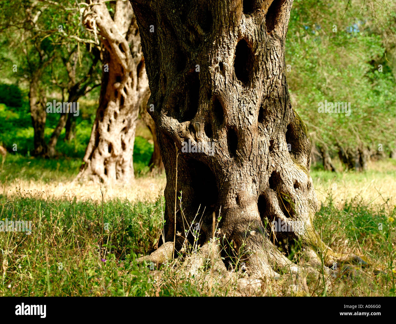 Corfu Island, Olive Tree Stock Photo - Alamy