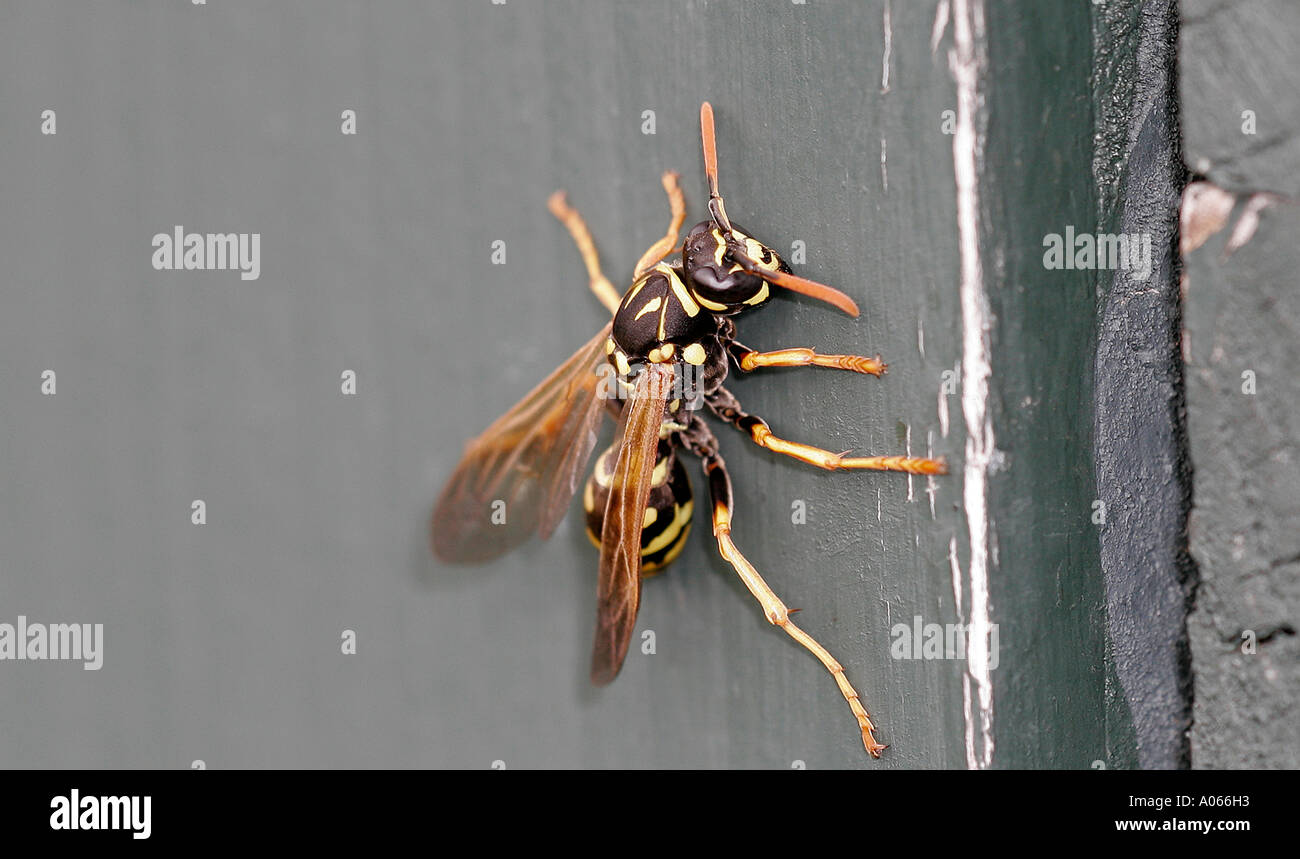 Close up of an insect having a black and yellow colored segmented body ...