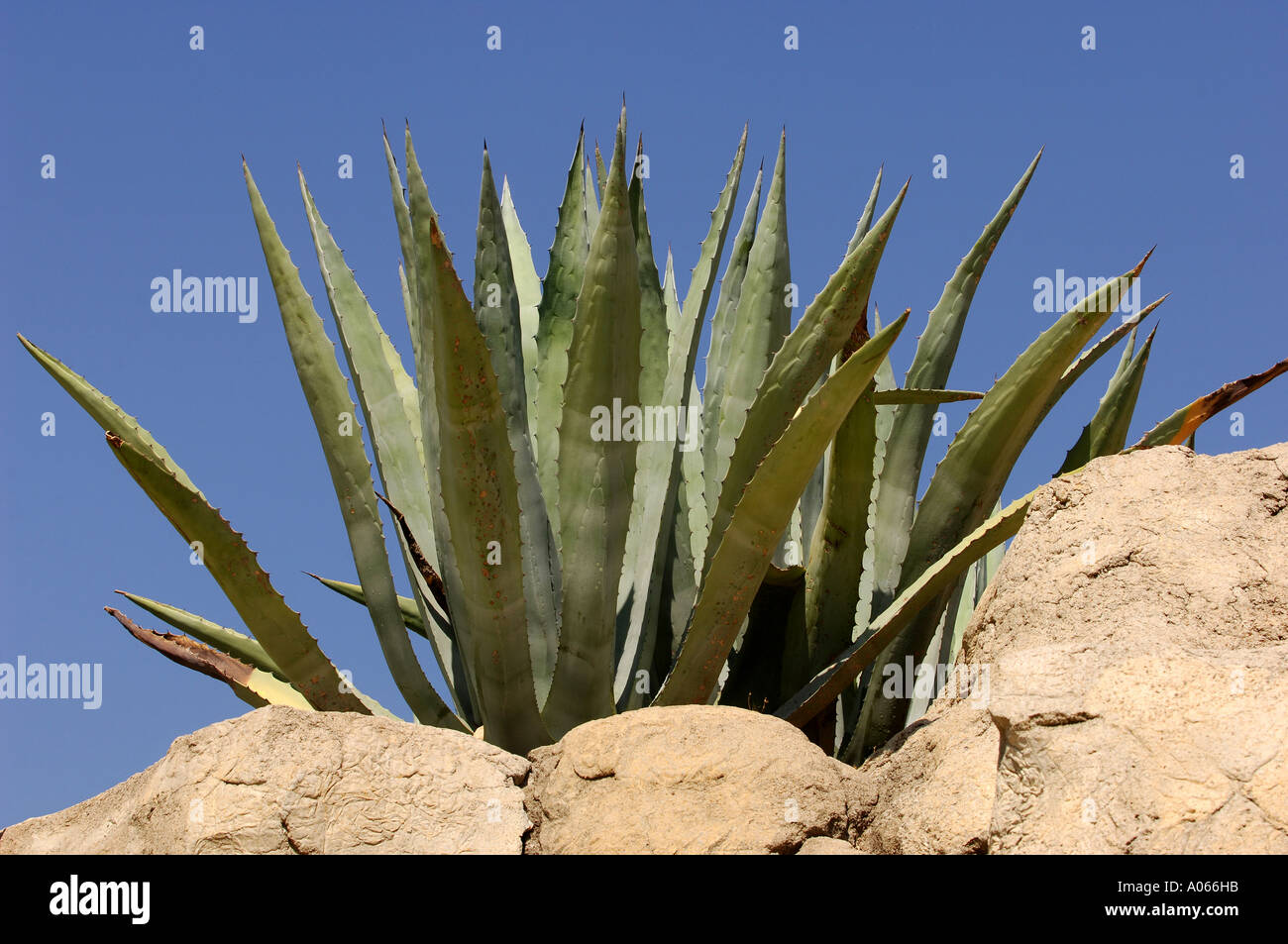 Tapering leaves hi-res stock photography and images - Alamy