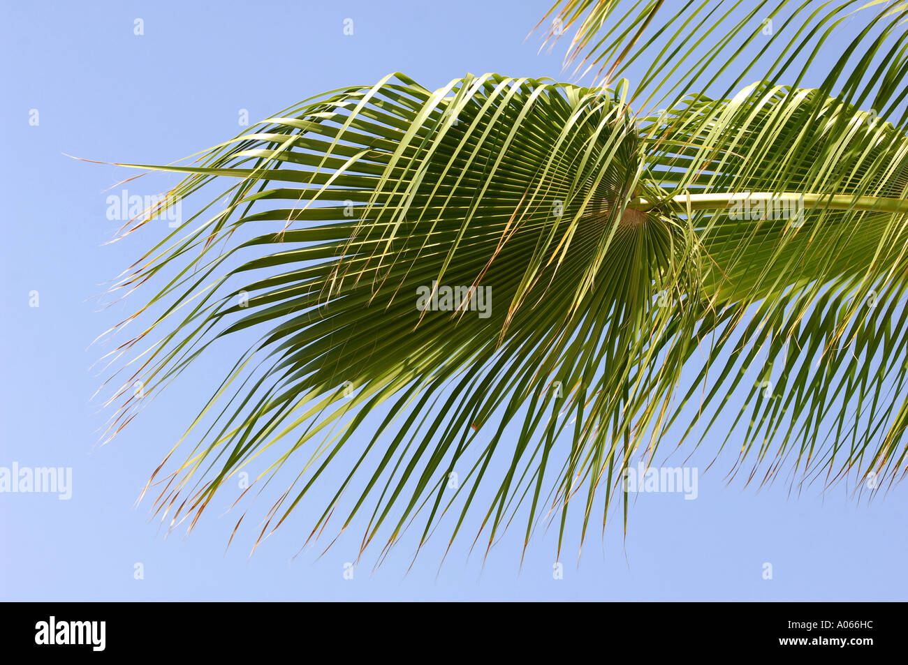 Large pinnate leaves hi-res stock photography and images - Alamy