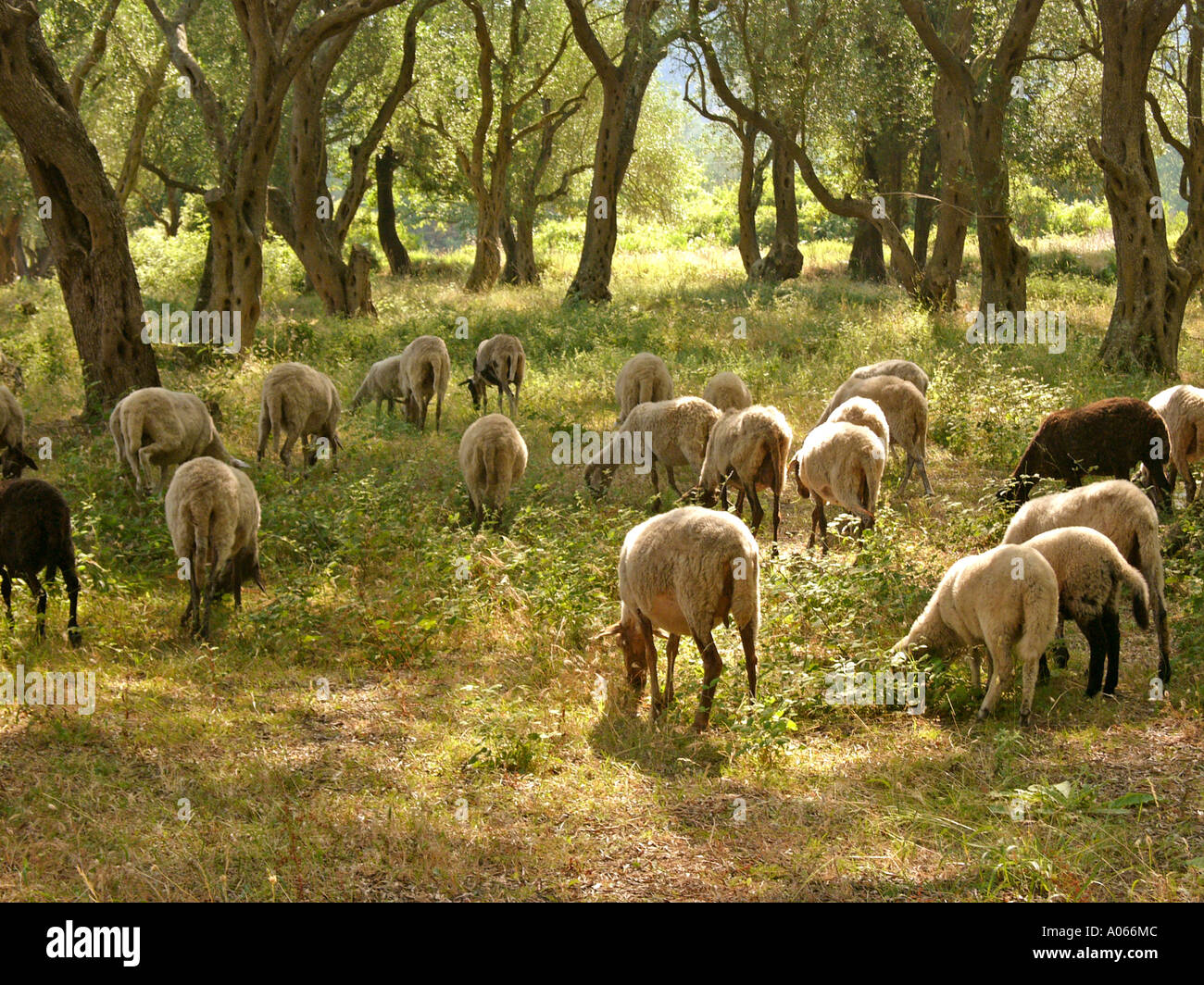 Greece olive grove sheep hi-res stock photography and images - Alamy