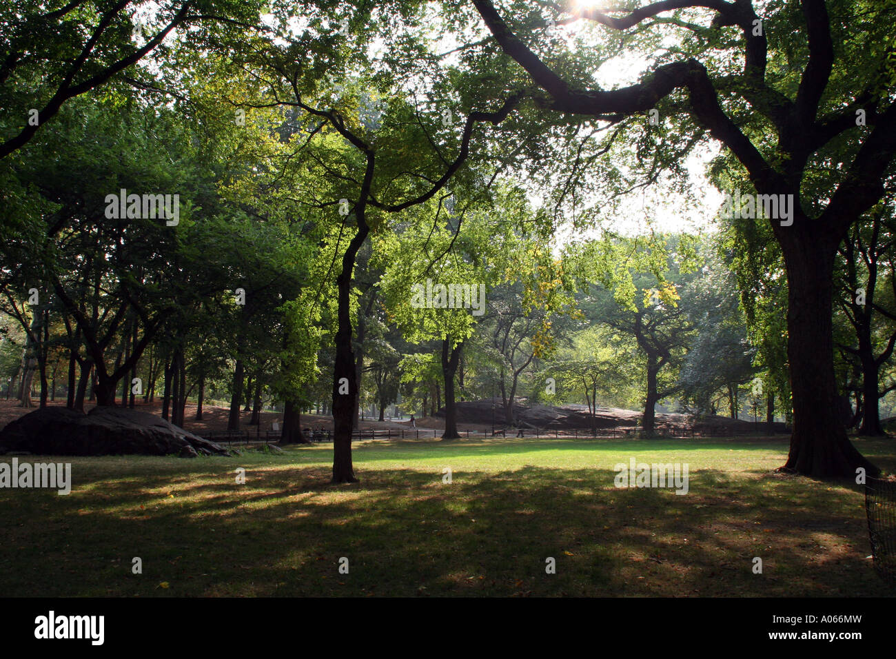 Elm trees and outcrop of Manhattan Schist, Central Park, New York Stock ...