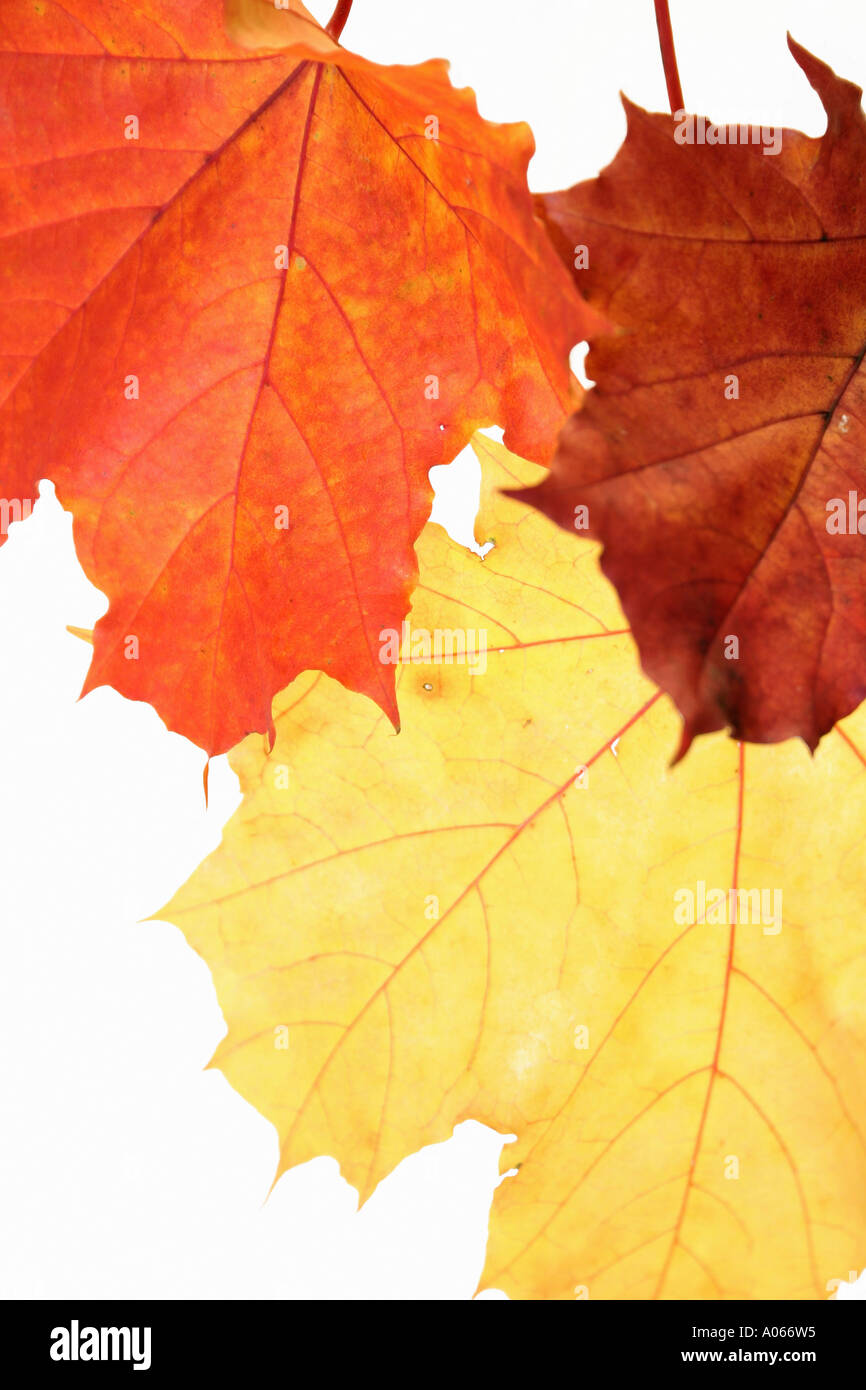 Three maple leaves are seen at close up Stock Photo - Alamy