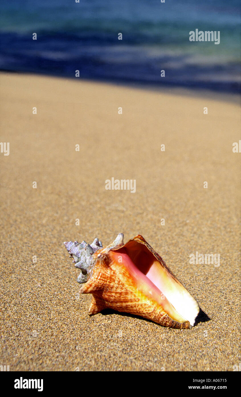 Sea shell on beach Tobago Carabbean Stock Photo - Alamy