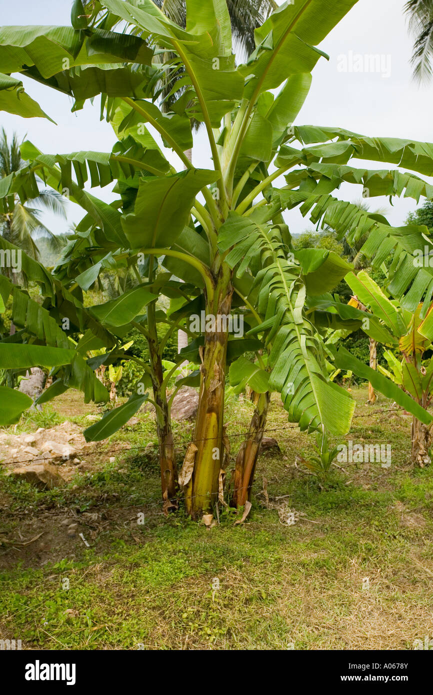 Banana plant, Ko Phangan, Thailand Stock Photo - Alamy