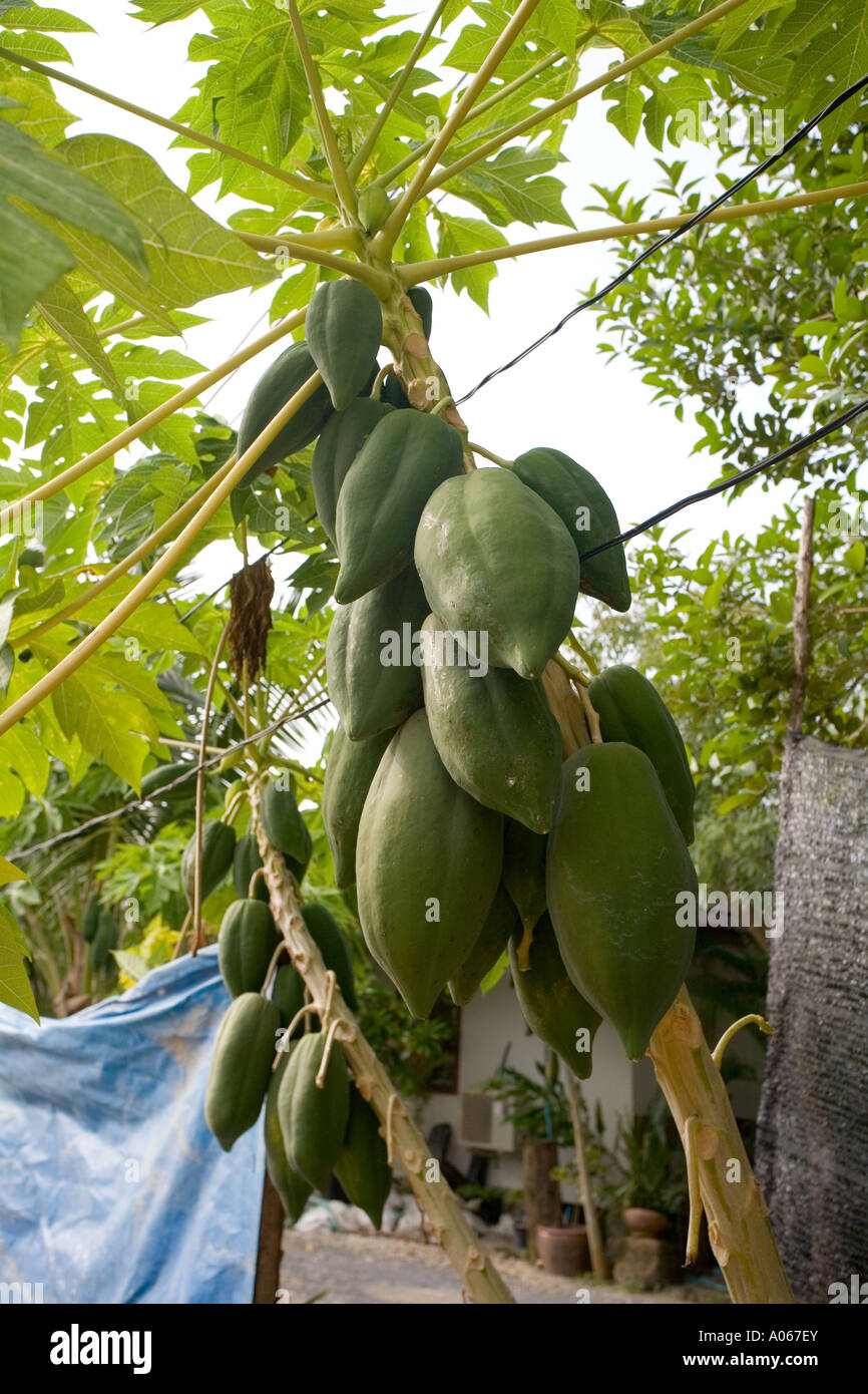 Full papaya tree hi-res stock photography and images - Alamy