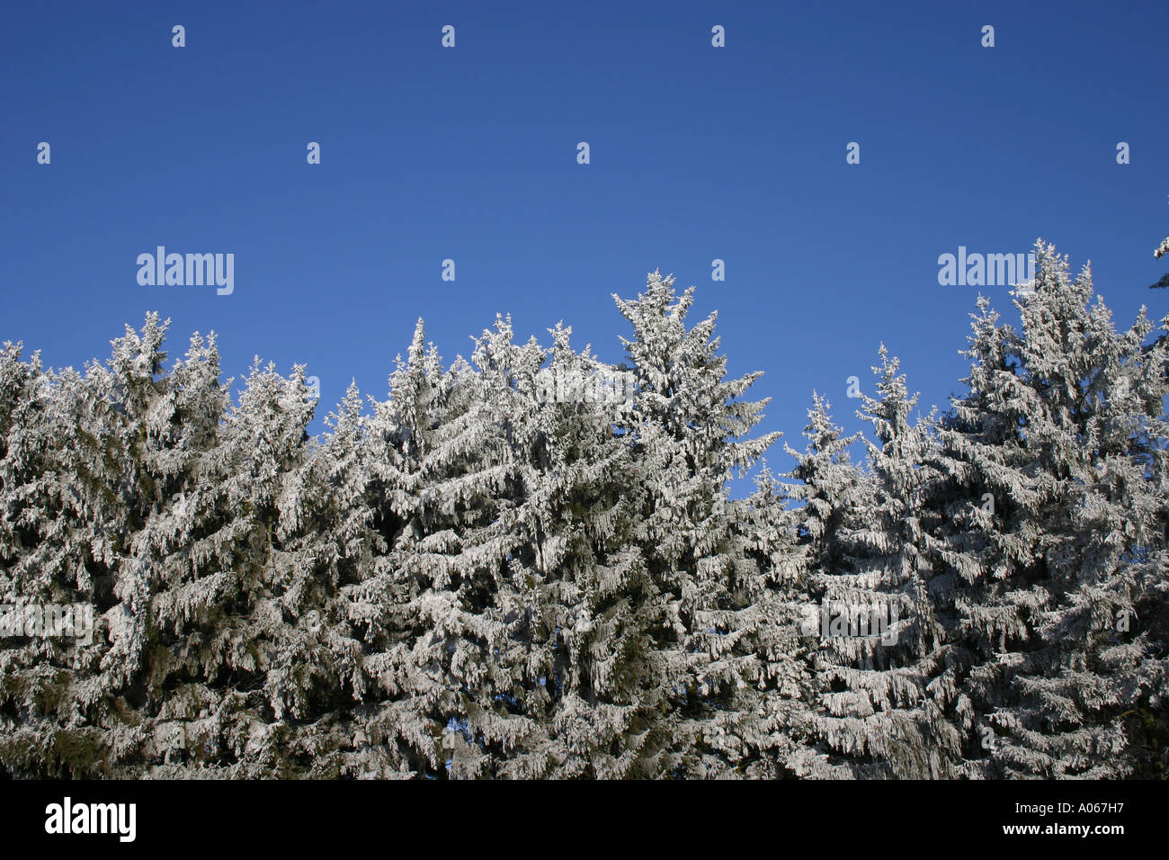 Dull withered trees are seen under the sky Stock Photo - Alamy