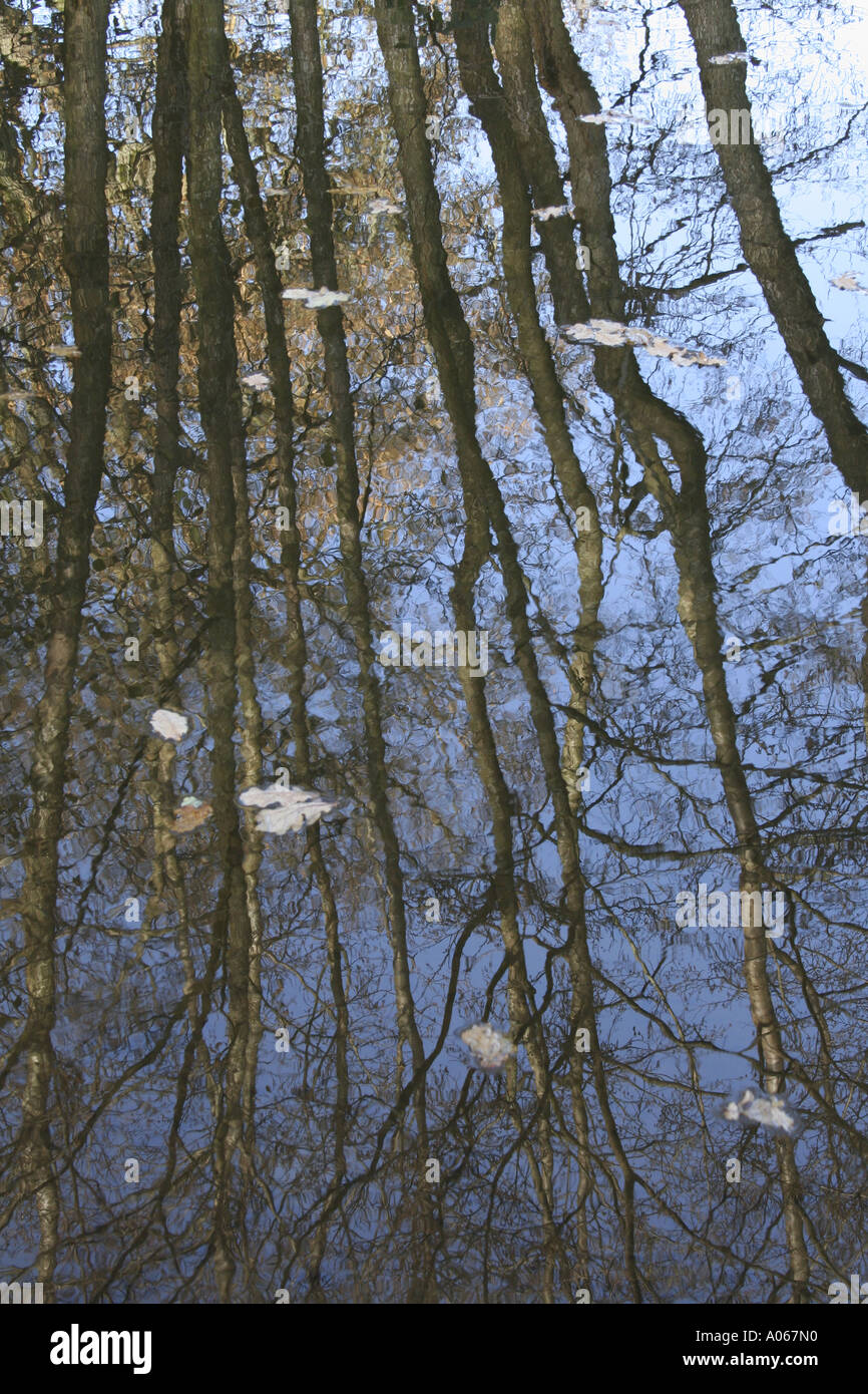 Trees Reflection Pencelli Wales UK Stock Photo - Alamy