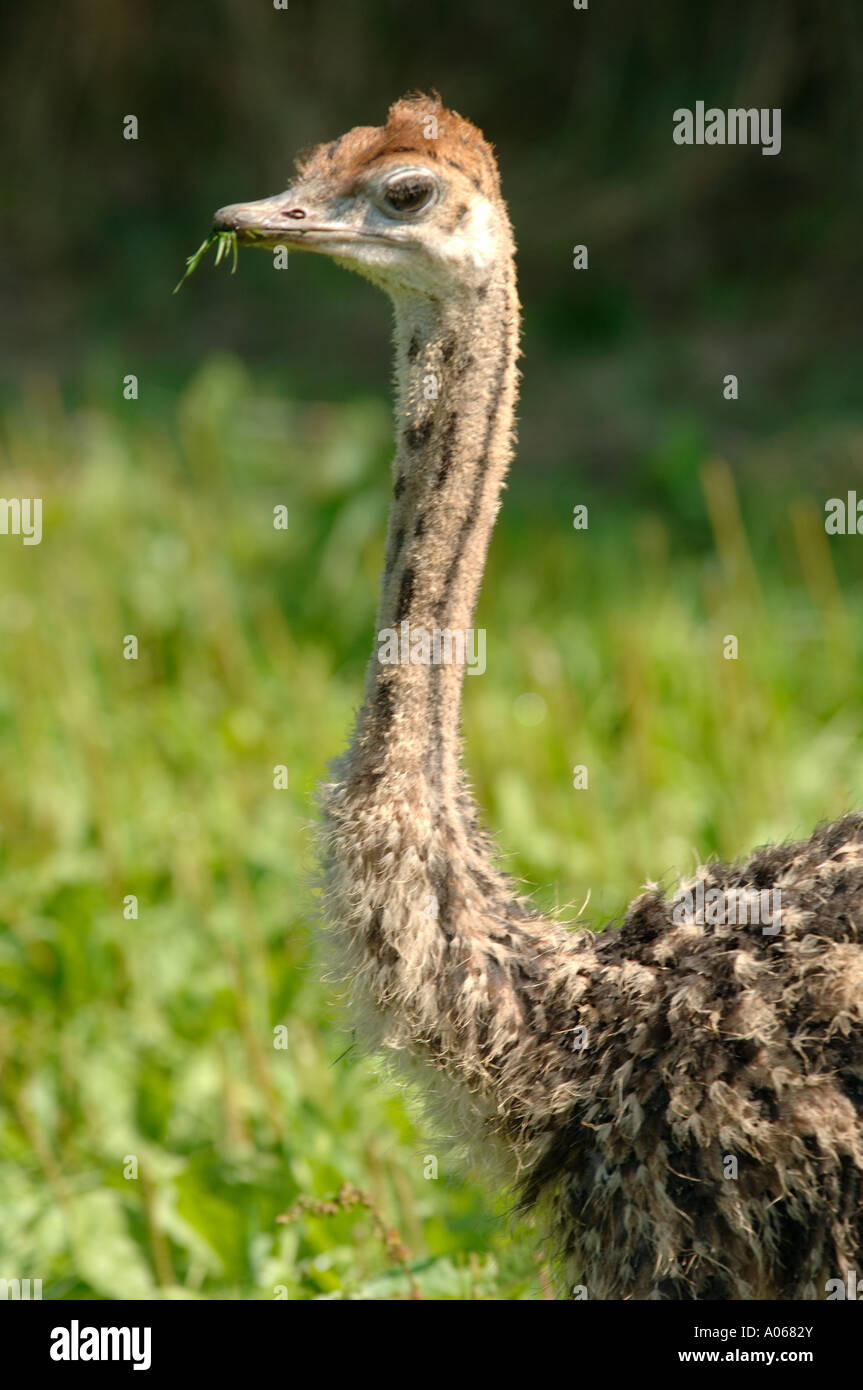 young Ostrich chicks in farm Devon. UK Stock Photo - Alamy