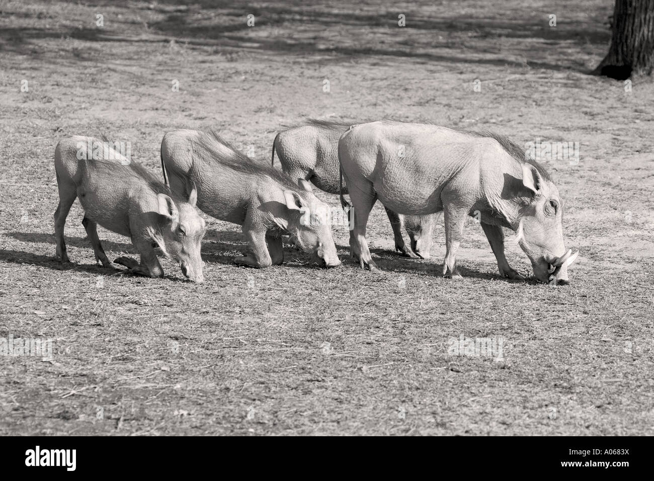 Warthogs Etosha National Park Namibia Stock Photo - Alamy