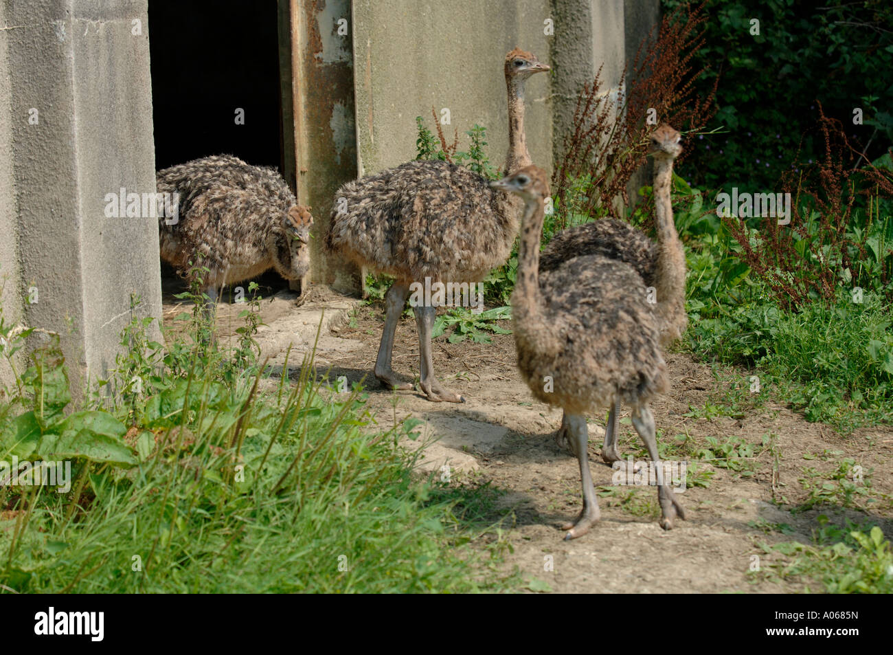 young Ostrich chicks in farm Devon. UK Stock Photo - Alamy