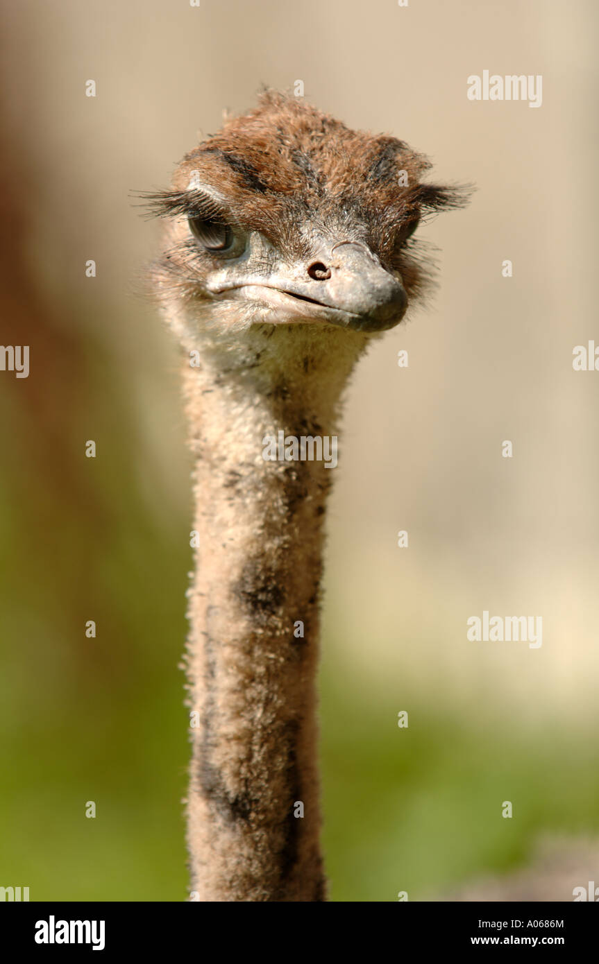 Ostrich farming in Devon.uk Stock Photo - Alamy