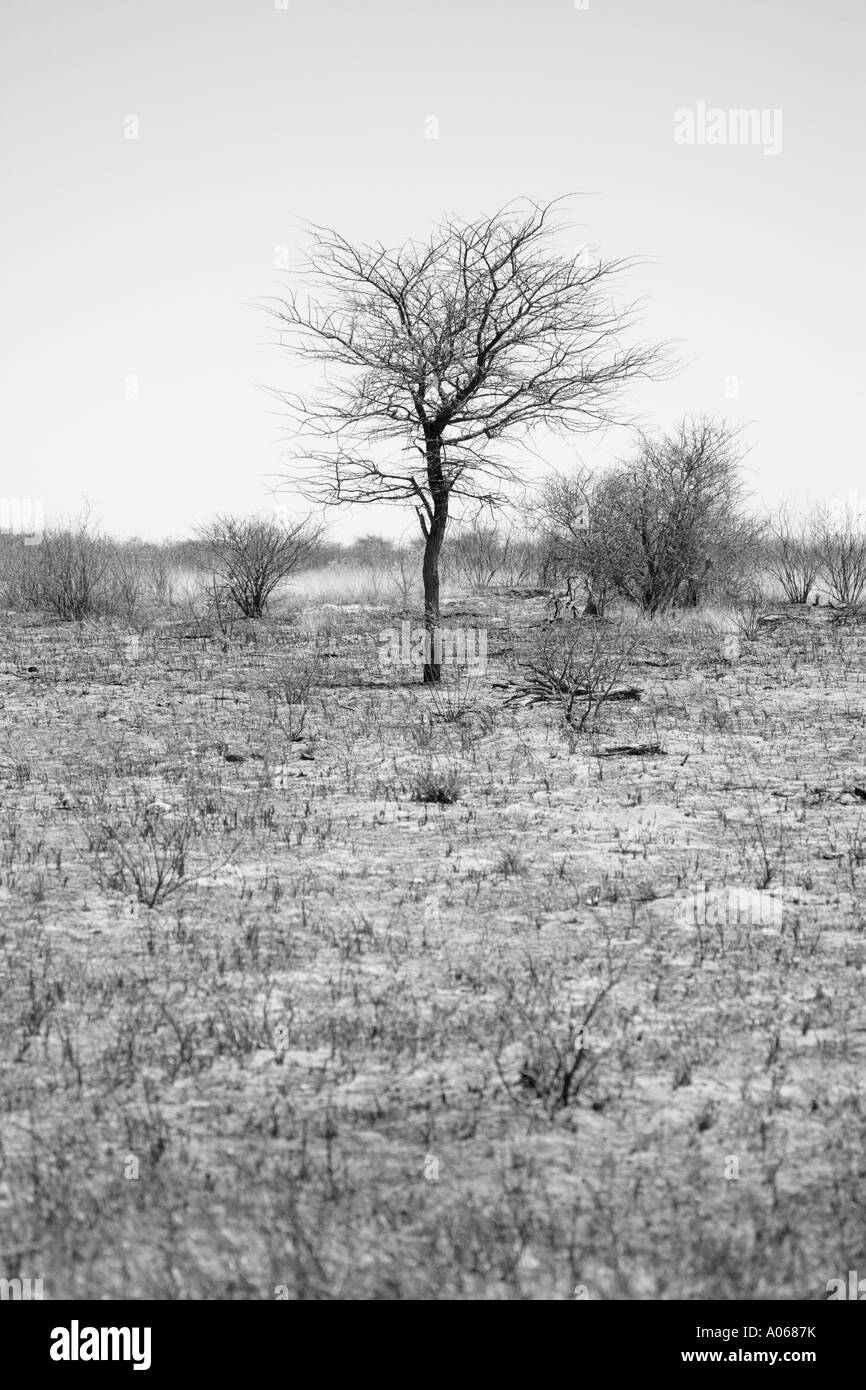 Tree Etosha National Park Namibia Stock Photo - Alamy