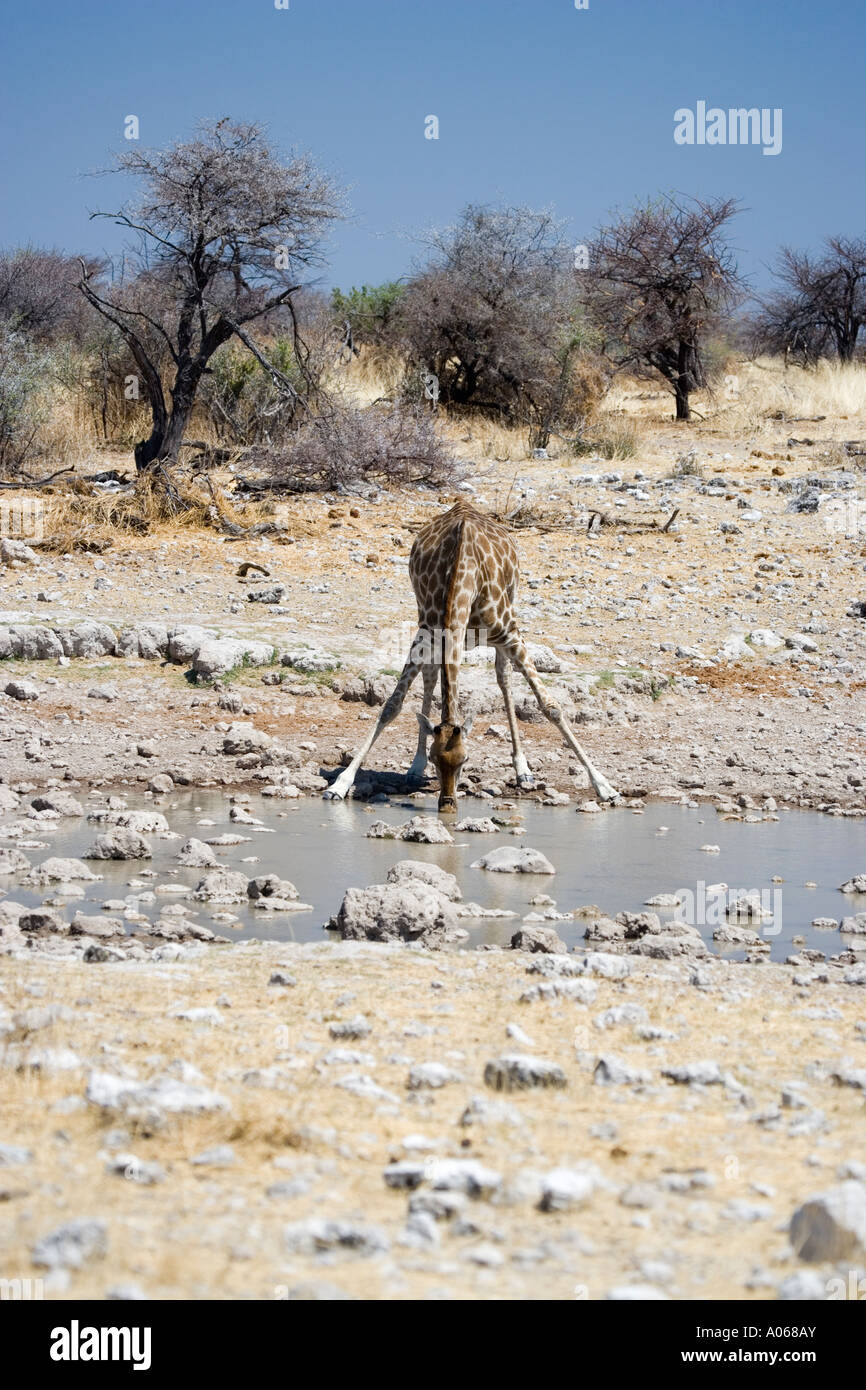 Giraffe at Waterhole Etosha Namibia Stock Photo - Alamy
