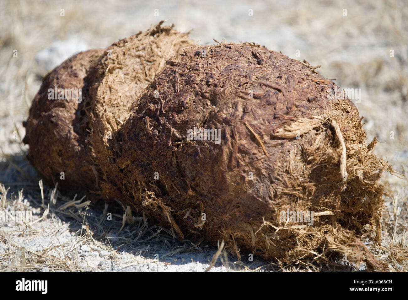 Elephant toilet hi-res stock photography and images - Alamy