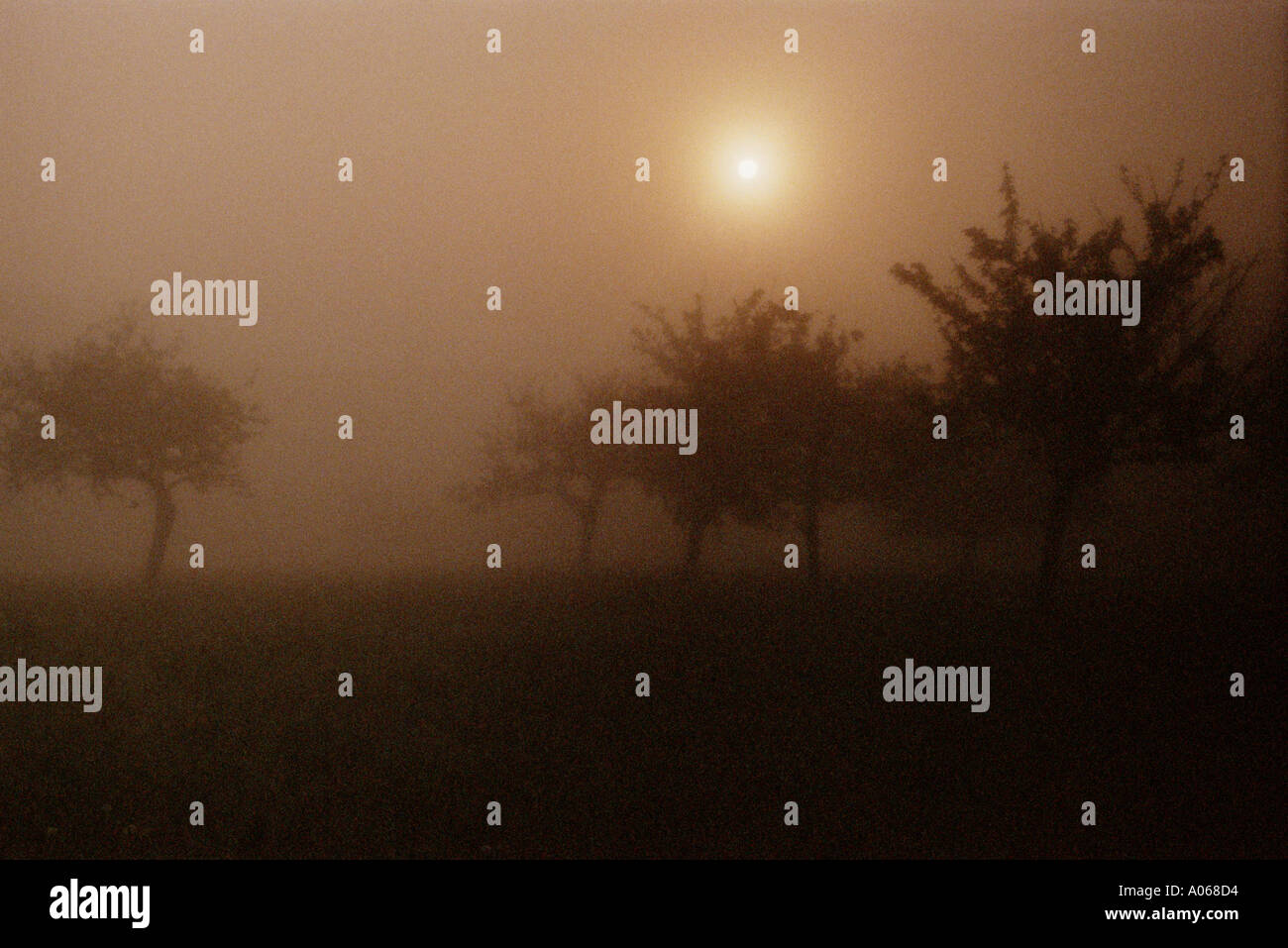 Apple Trees in Fog Stock Photo - Alamy